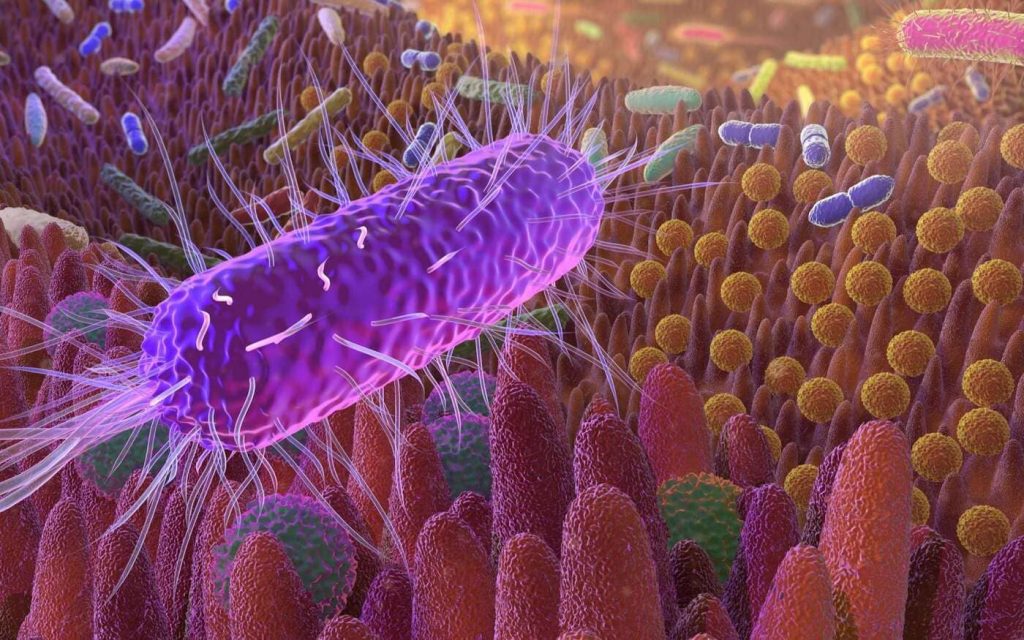 Le microbiote intestinal promoteur de notre santé - Santé Vitalité ...